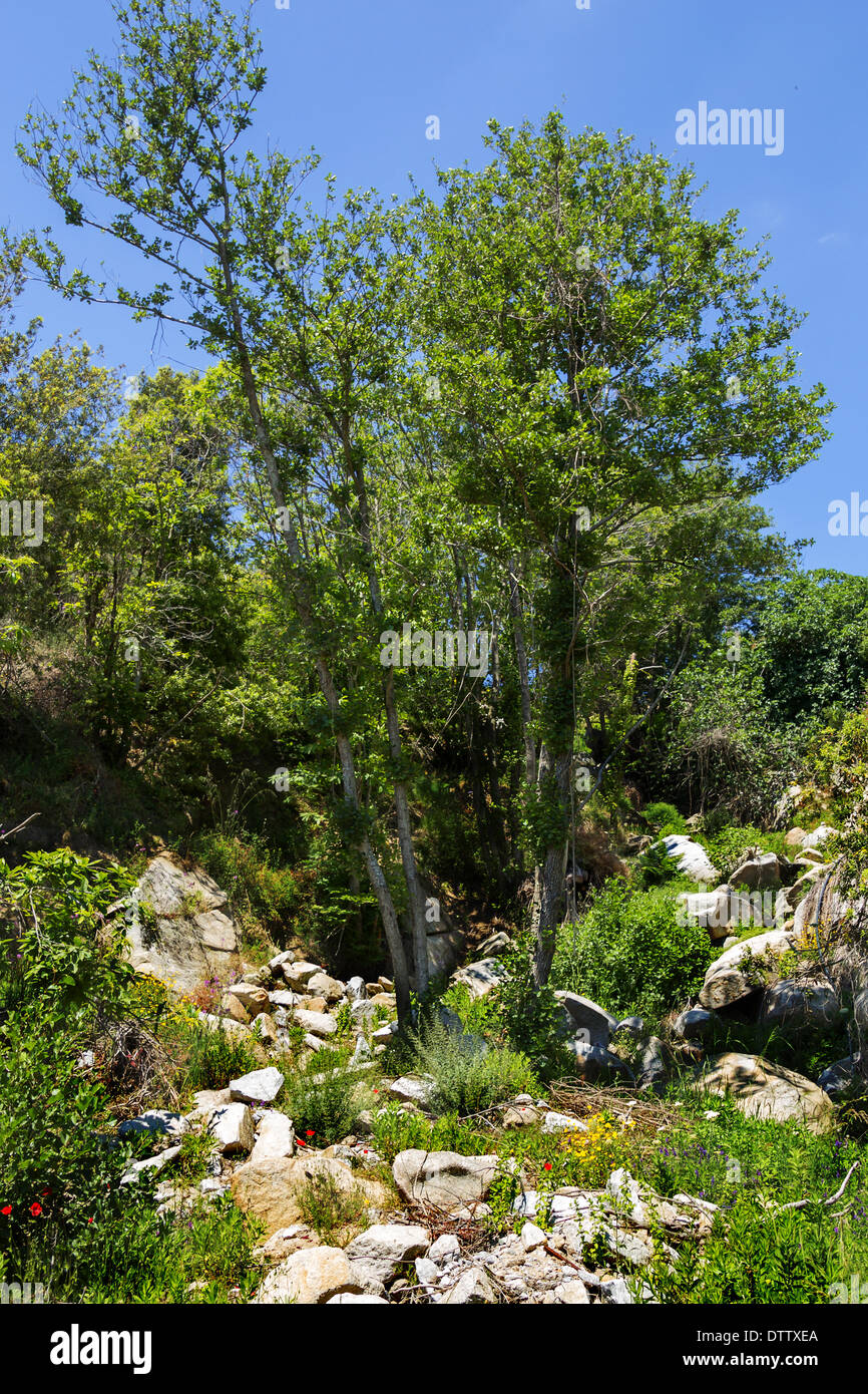 Surviving leaf hi-res stock photography and images - Alamy