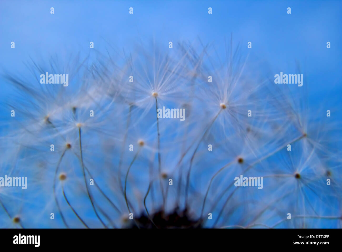 Beauty macro hi-res stock photography and images - Alamy