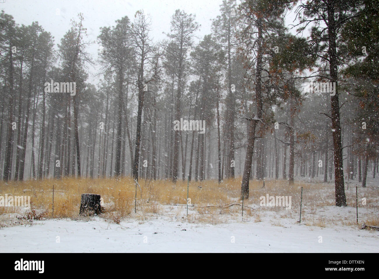 Surviving trees hi-res stock photography and images - Alamy
