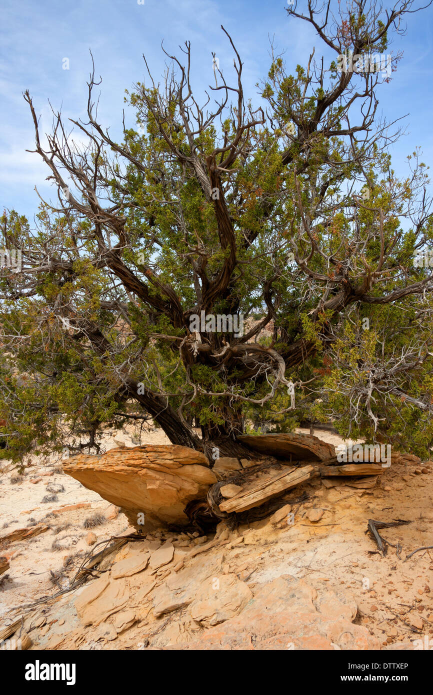 Surviving leaf hi-res stock photography and images - Alamy