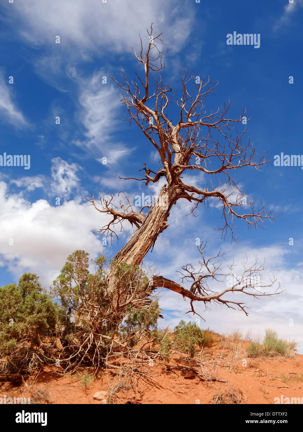 Surviving leaf hi-res stock photography and images - Alamy