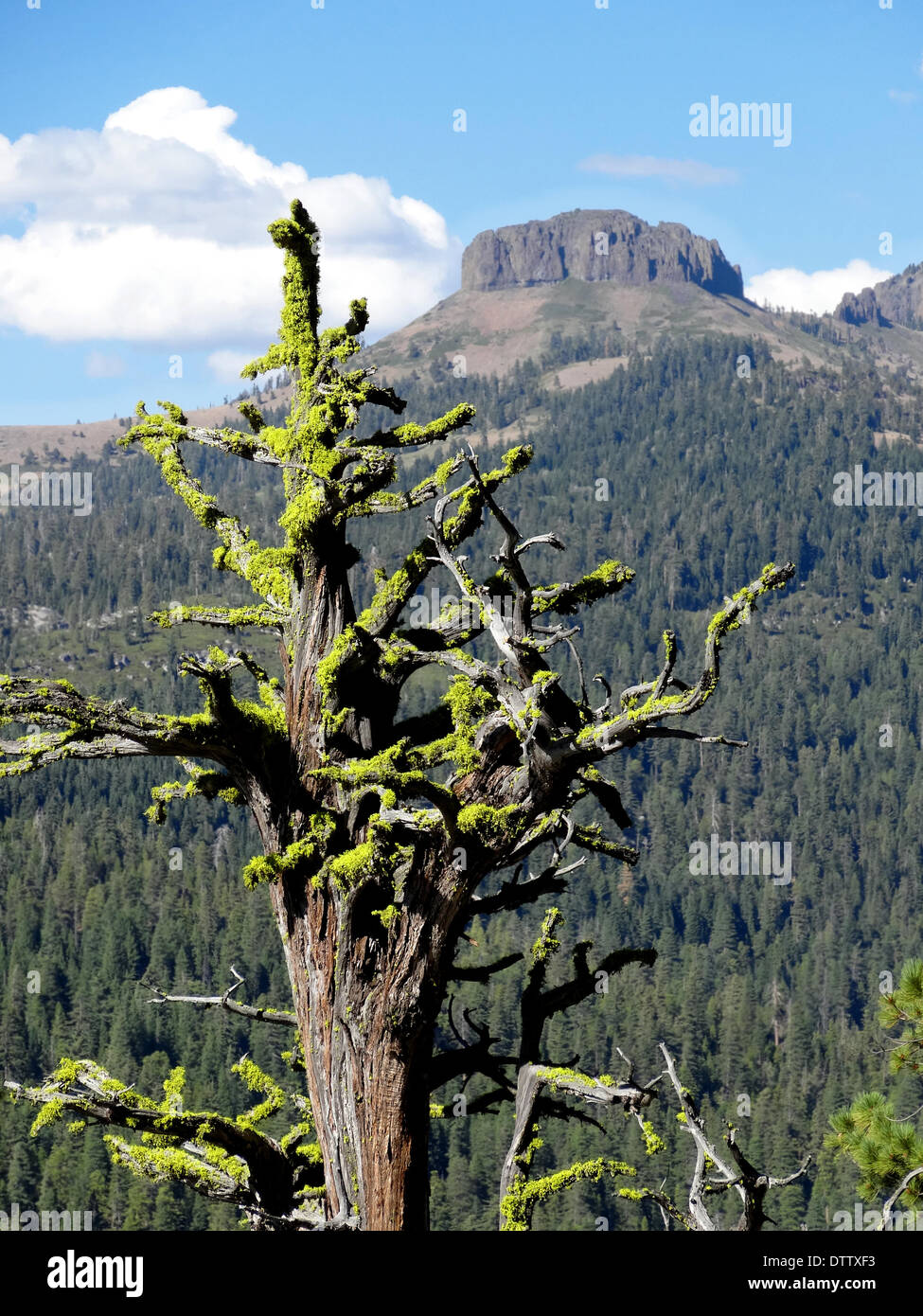 Old surviving tree in hi-res stock photography and images - Alamy