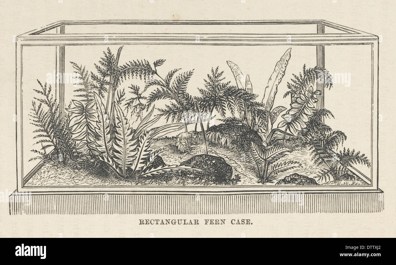 Rectangular fern case, black and white illustration from 'The Fern ...