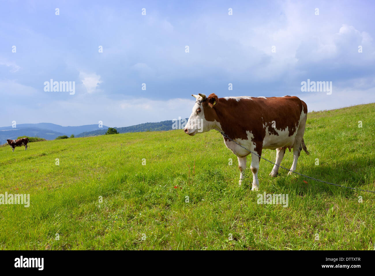 Away on meadow hi-res stock photography and images - Alamy