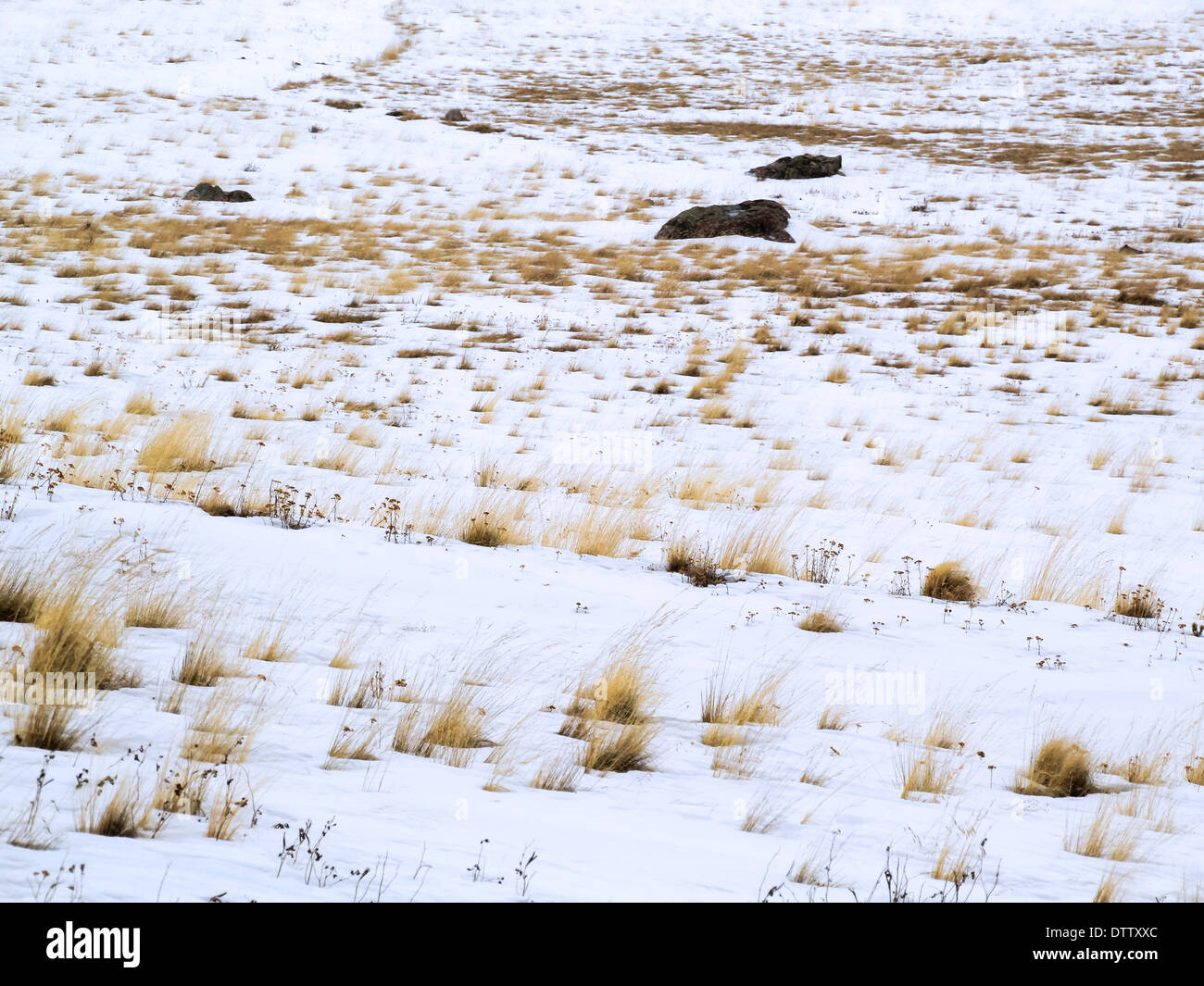 Winter with snow in New Mexico's Caldera Stock Photo - Alamy