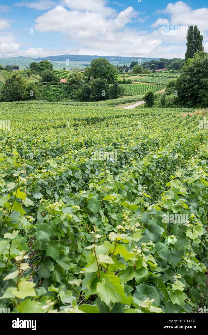 Vineyard landscape, Montagne de Reims, France Stock Photo - Alamy