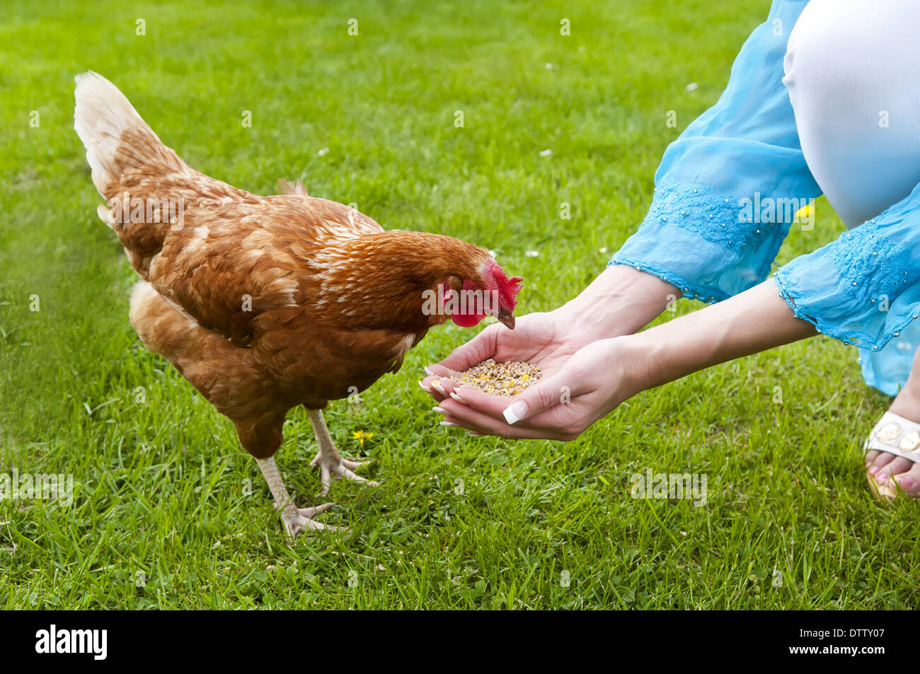 Chicken woman garden hi-res stock photography and images - Alamy