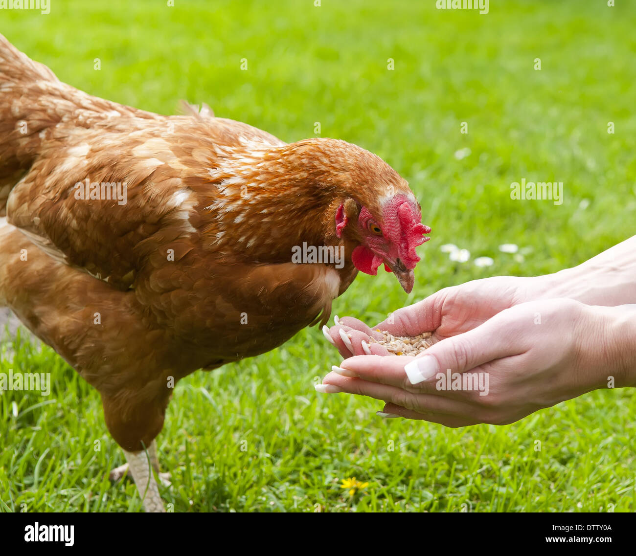 Poultry keepi hi-res stock photography and images - Alamy