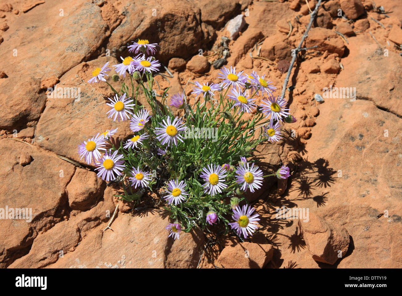 Utah arches national park wildflowers hi-res stock photography and ...