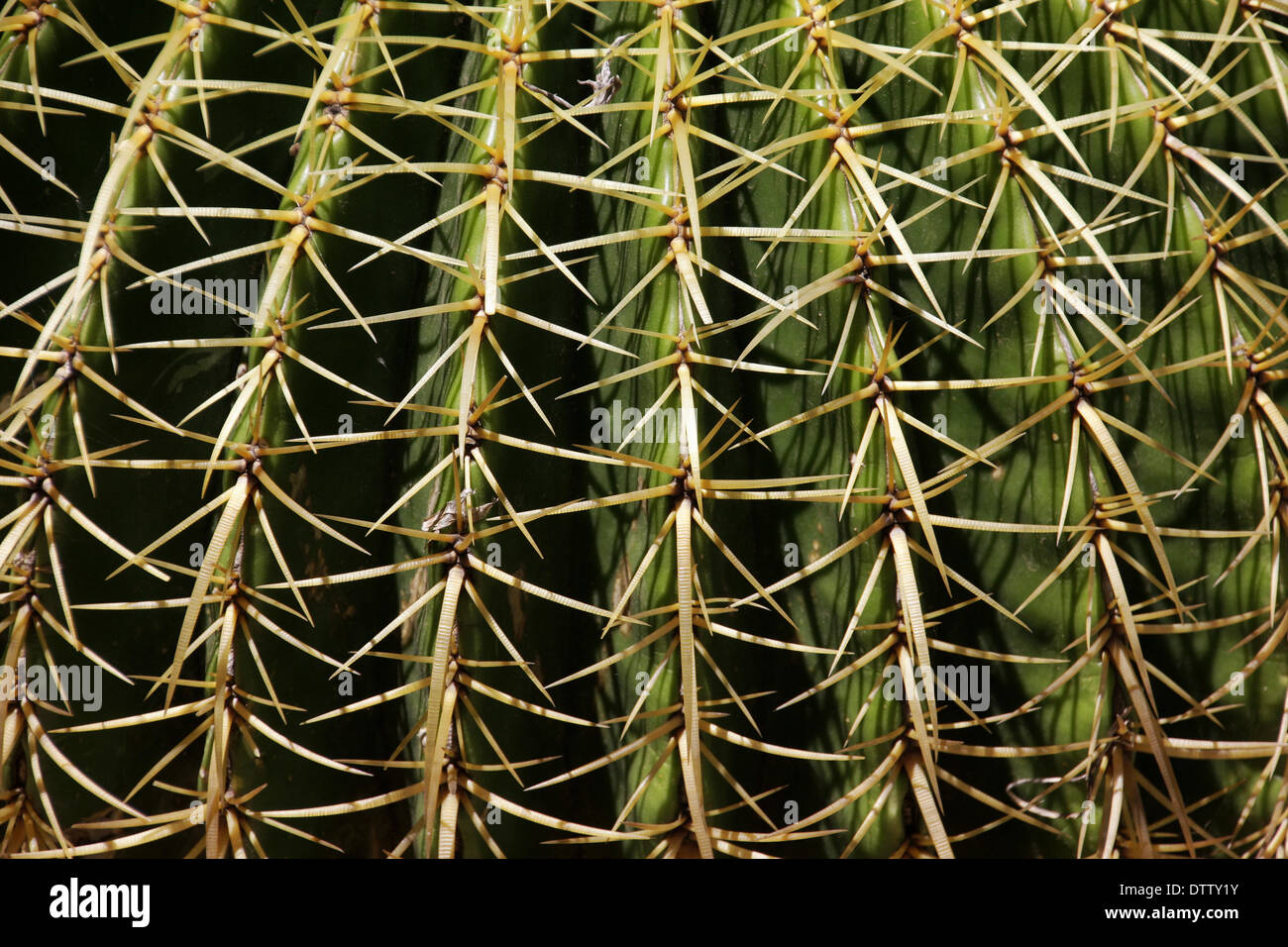Cactus structure pattern hi-res stock photography and images - Alamy