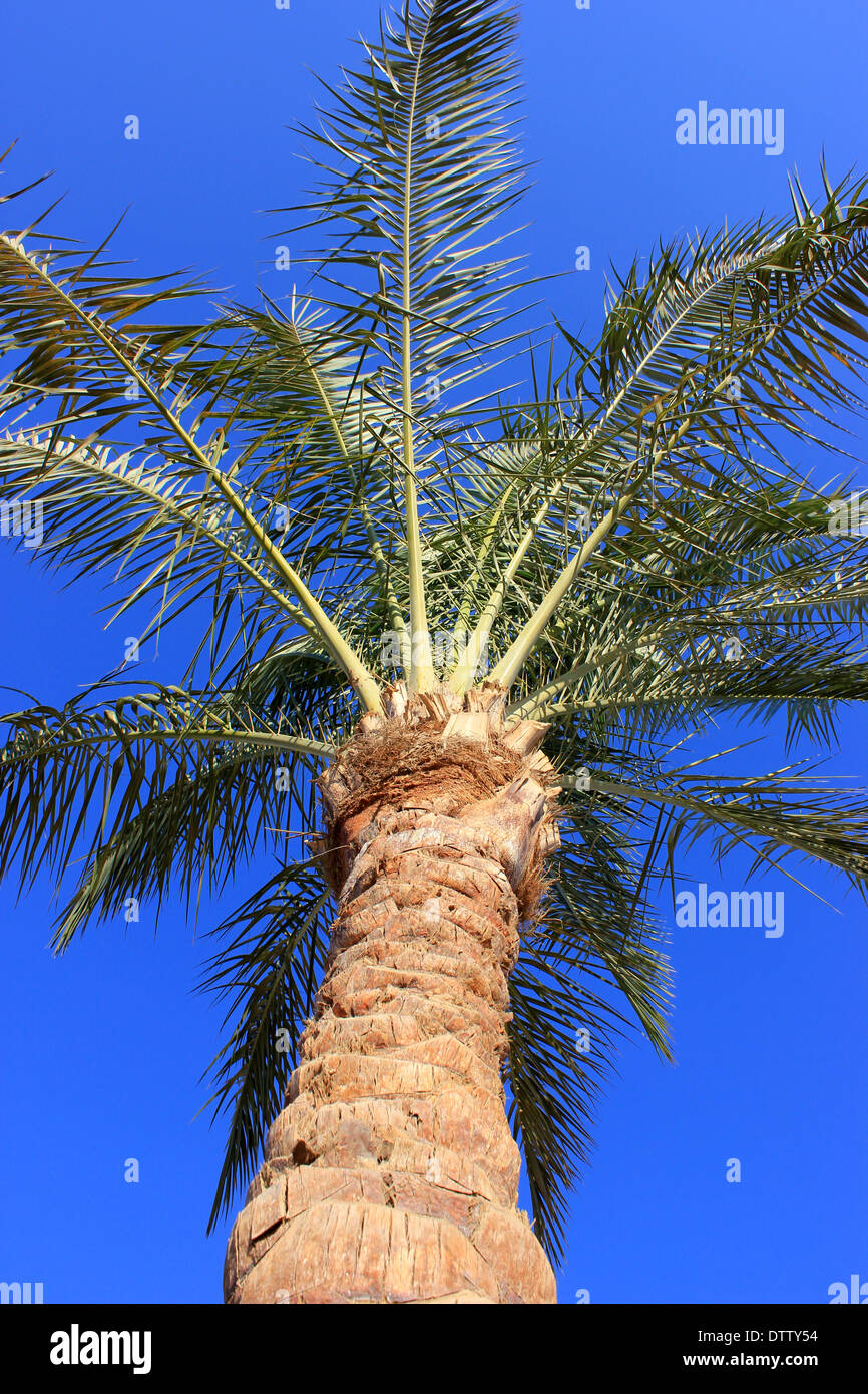 Rough palm branch hi-res stock photography and images - Alamy