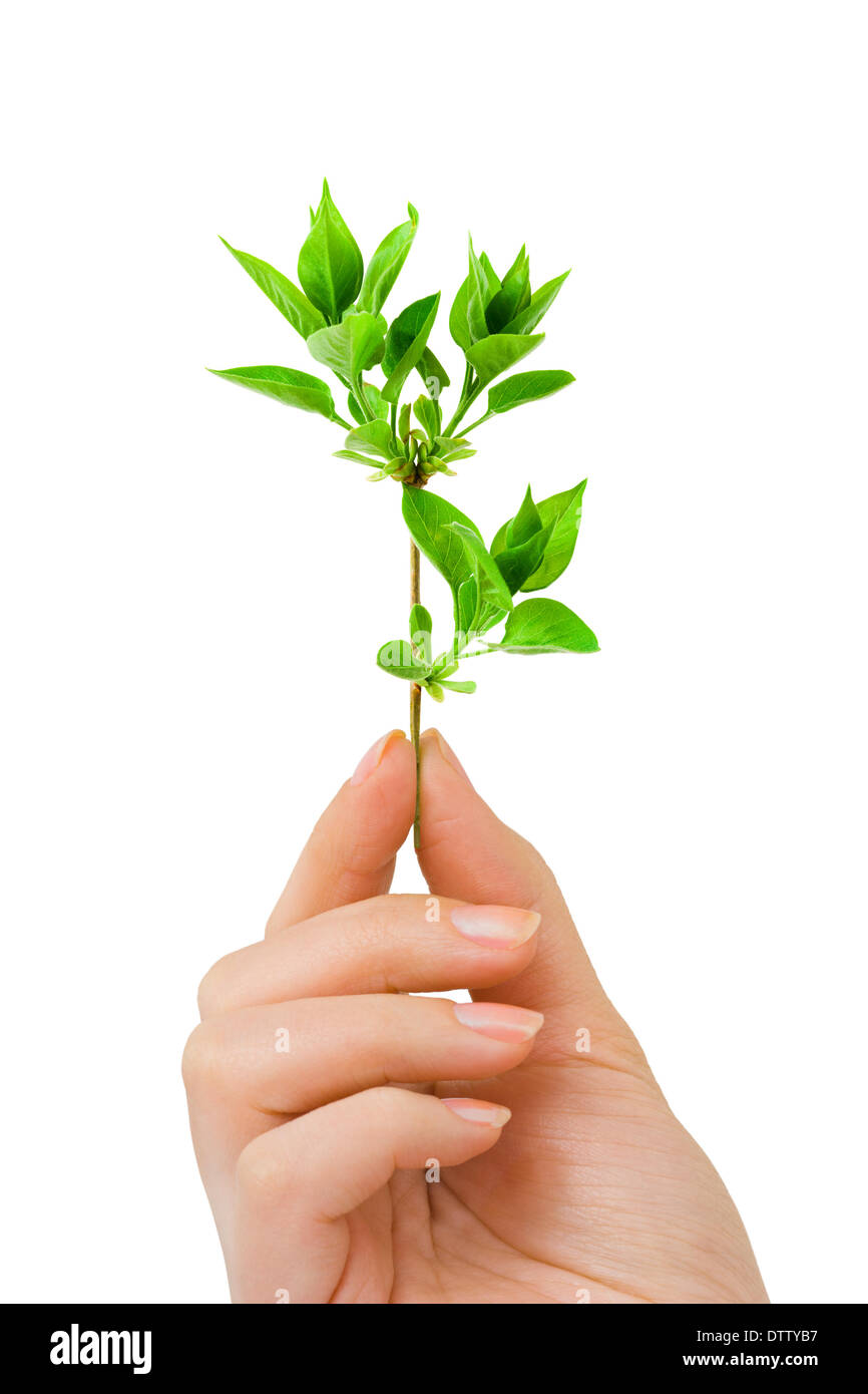 Hand with plant Stock Photo - Alamy