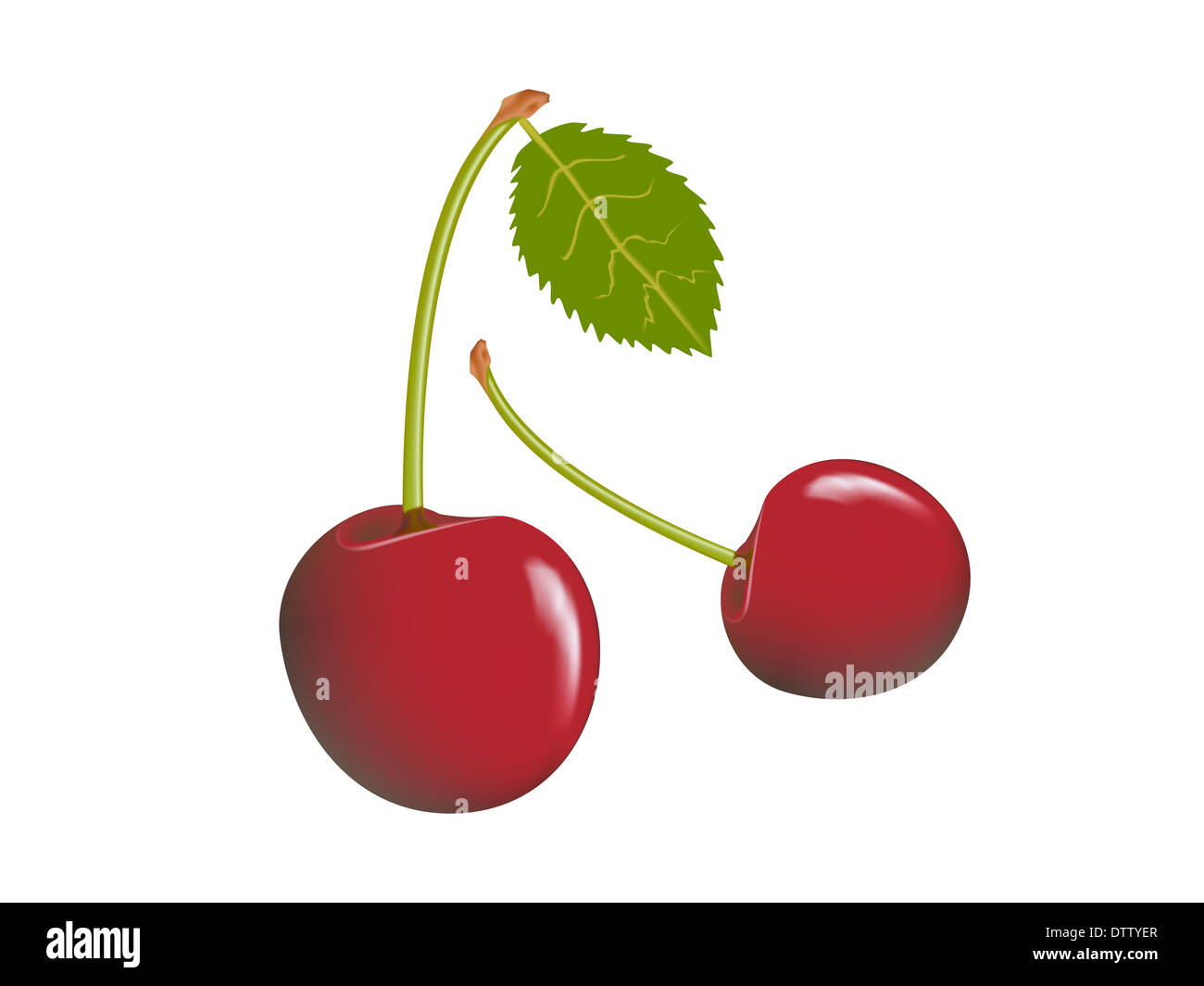 Cherries on white background,drawing by illustration Stock Photo - Alamy