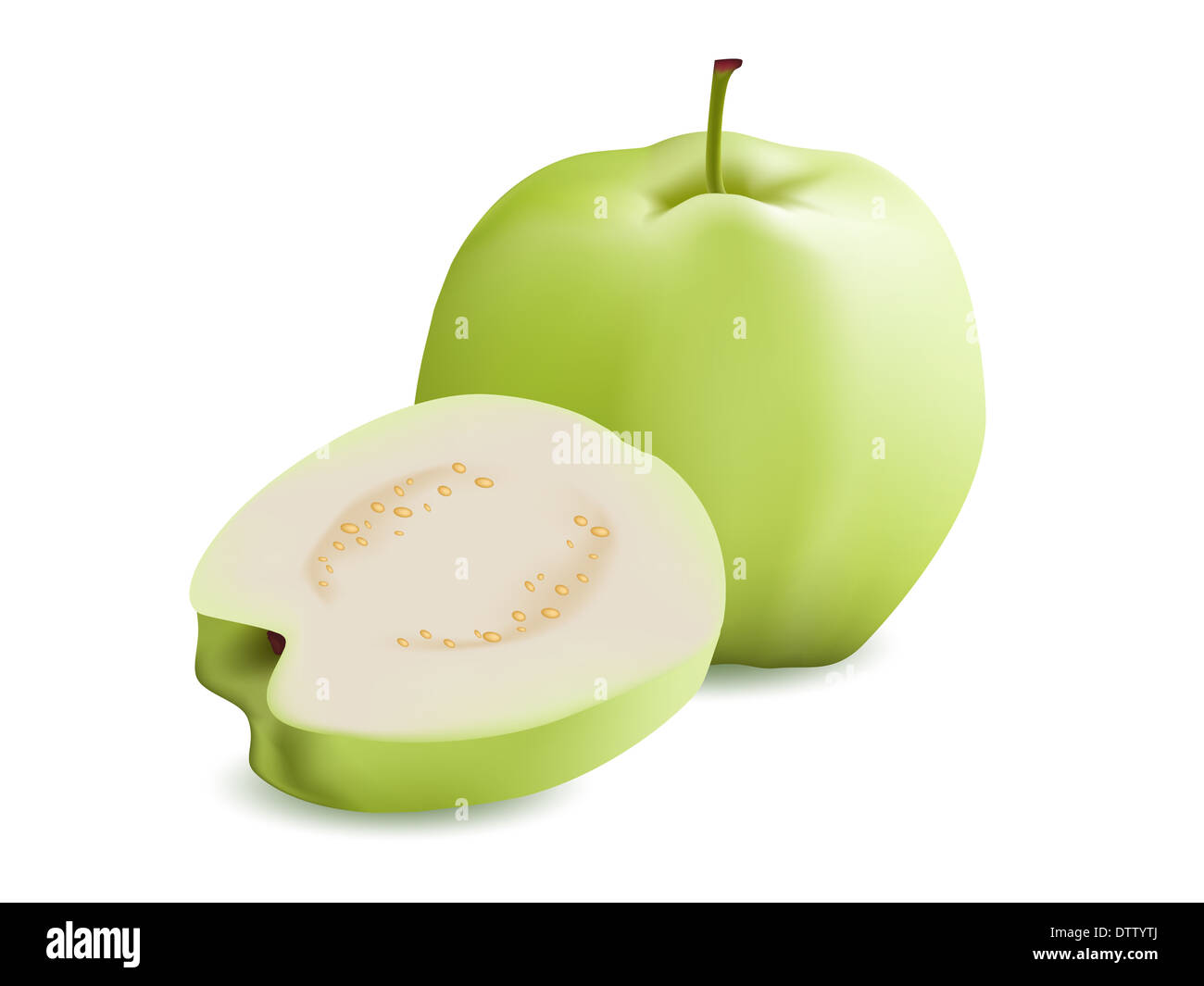 vector illustration . Guava on white background Stock Photo - Alamy