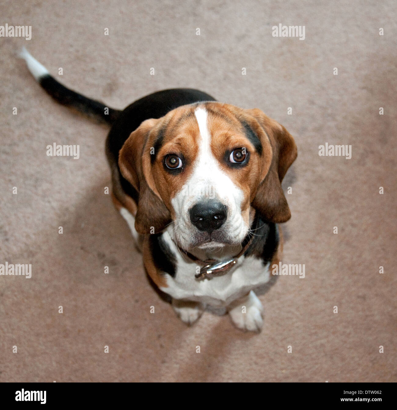 Beagle pup hi-res stock photography and images - Alamy