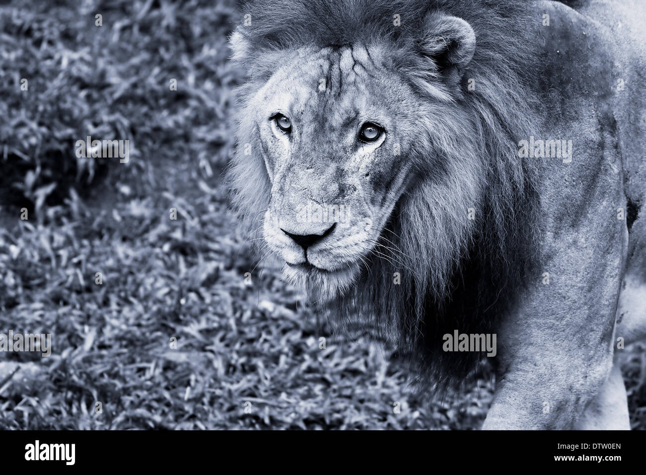 Black And White Lion Portrait Stock Photos & Black And White Lion ...