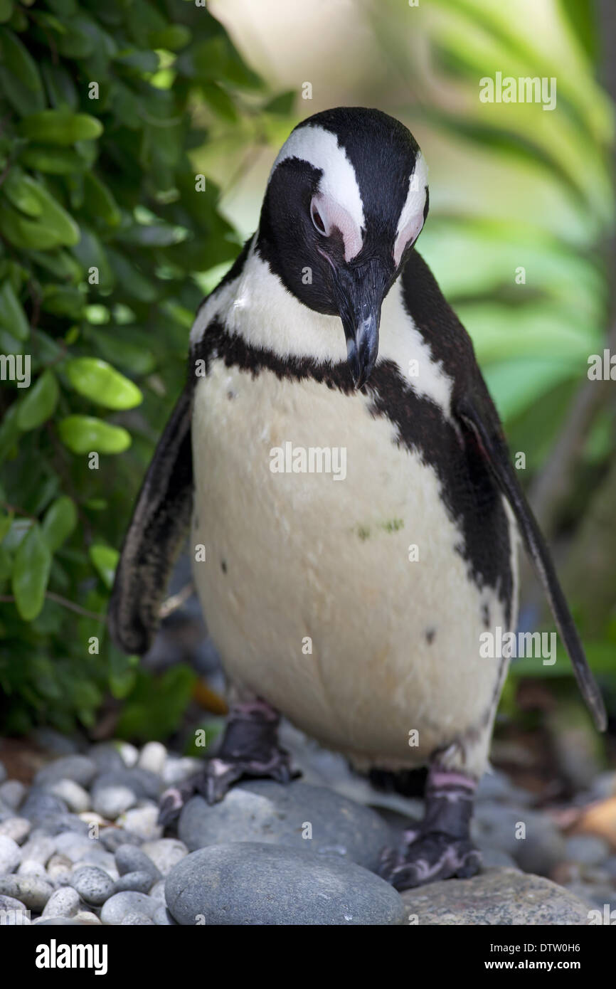 Happy penguin hi-res stock photography and images - Alamy
