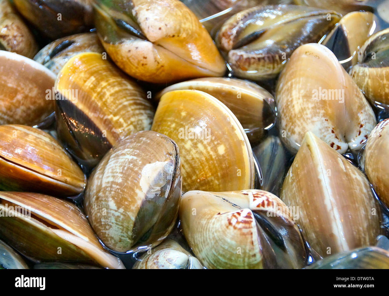 Close up of fresh clams in fish market Stock Photo - Alamy