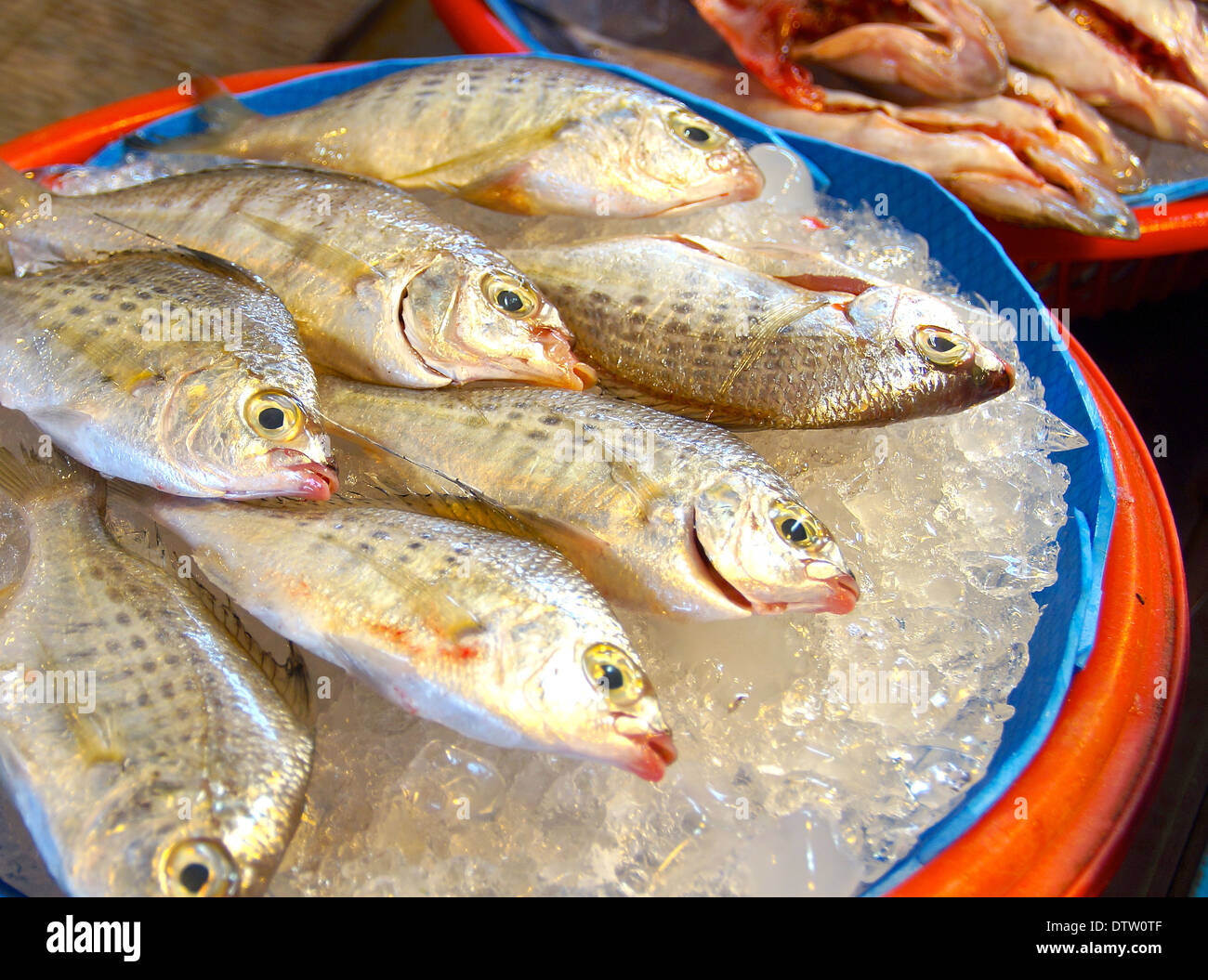 Closeup fresh fish in hi-res stock photography and images - Alamy