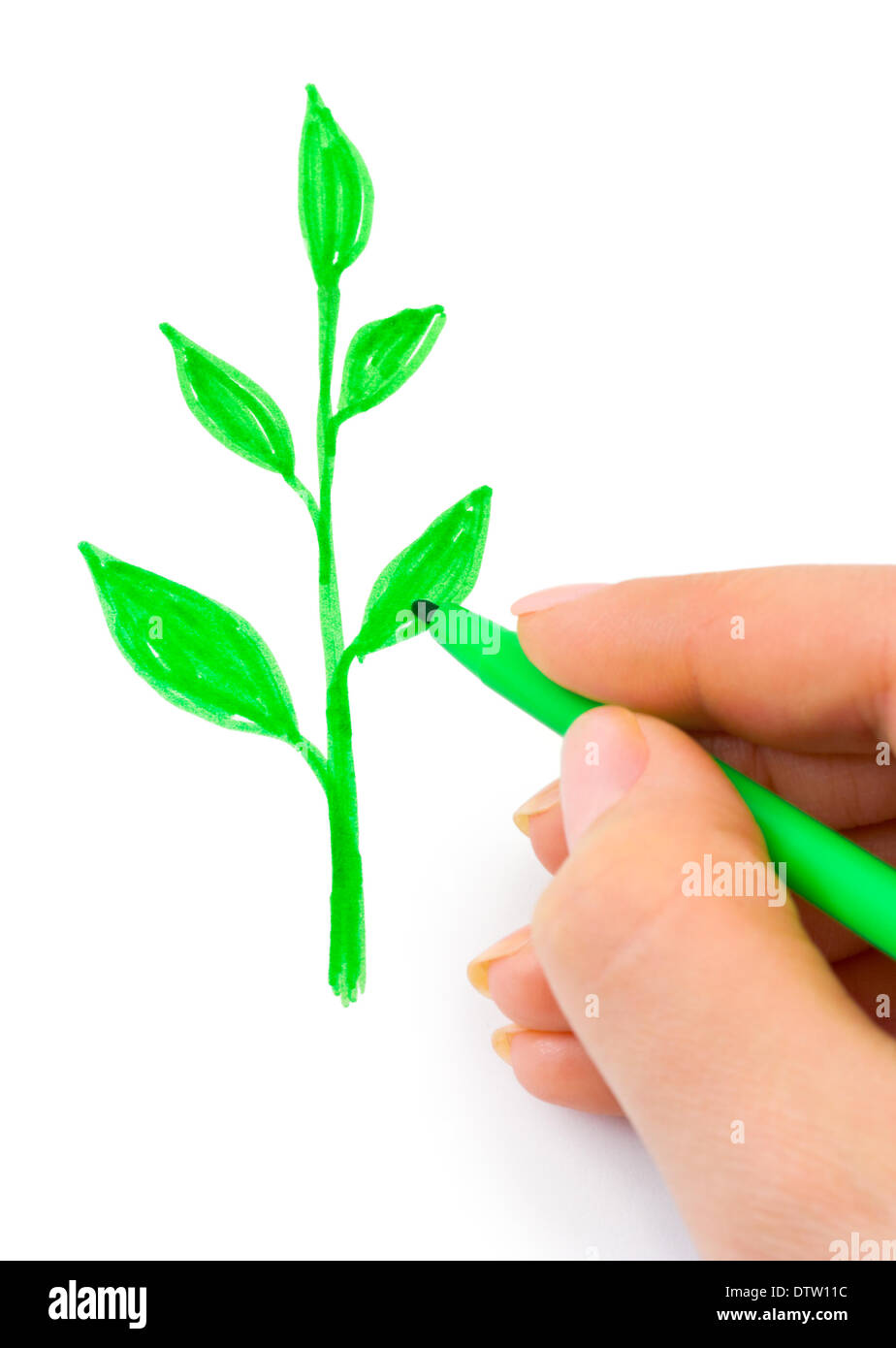 Hand drawing plant Stock Photo - Alamy