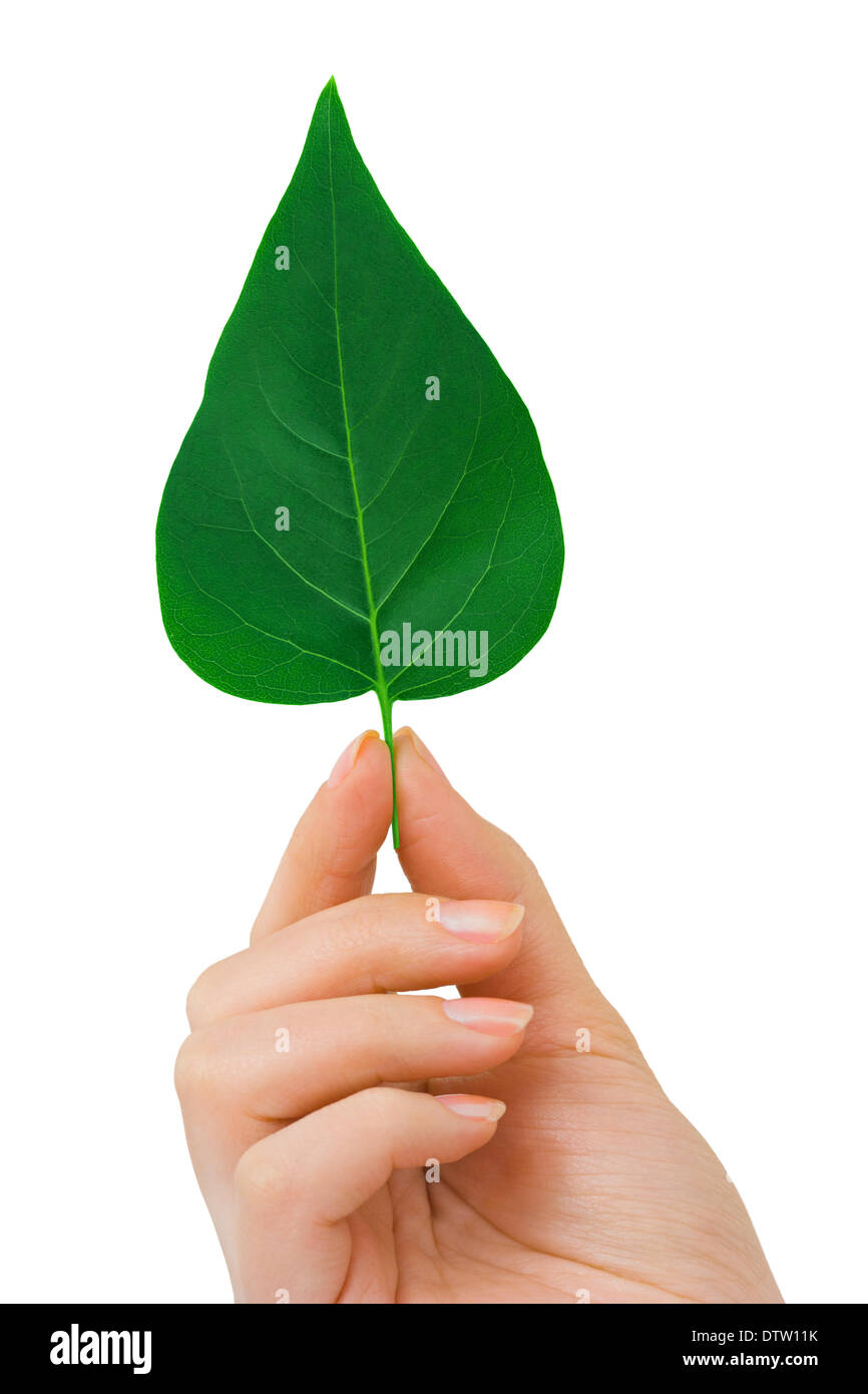 Hand and leaf Stock Photo - Alamy