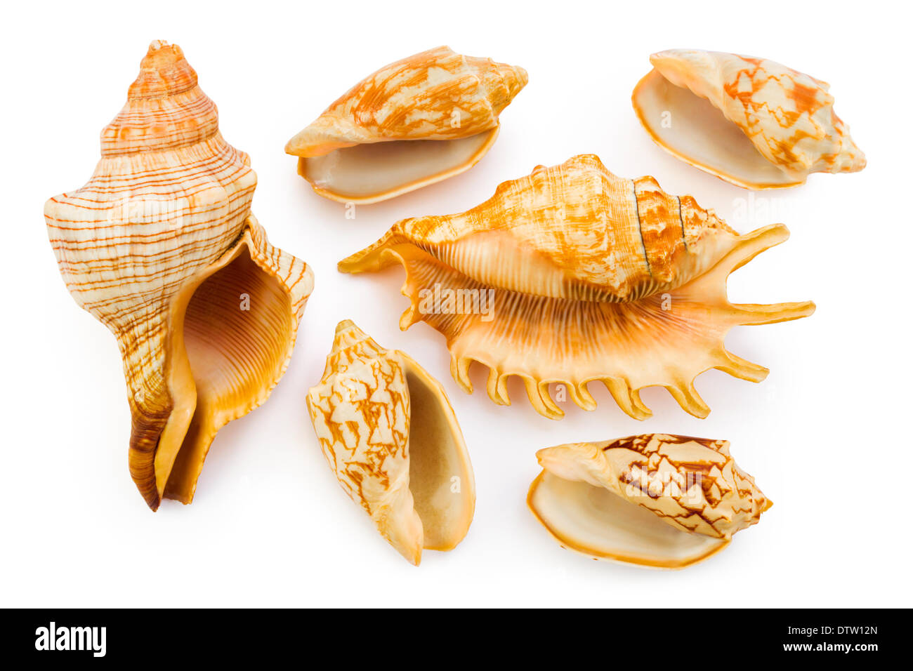 Sea shell triton underwater ocean hi-res stock photography and images ...