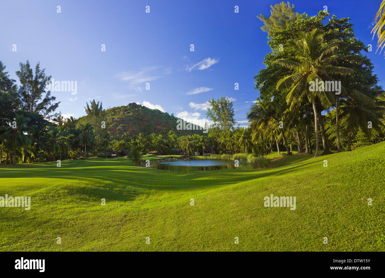 Golf leaf hi-res stock photography and images - Alamy