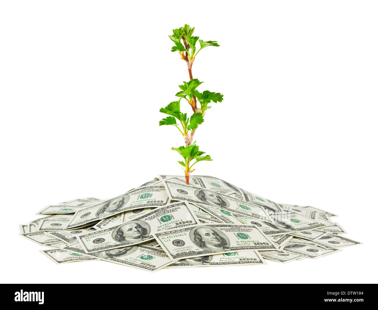 Money plant Cut Out Stock Images & Pictures - Alamy