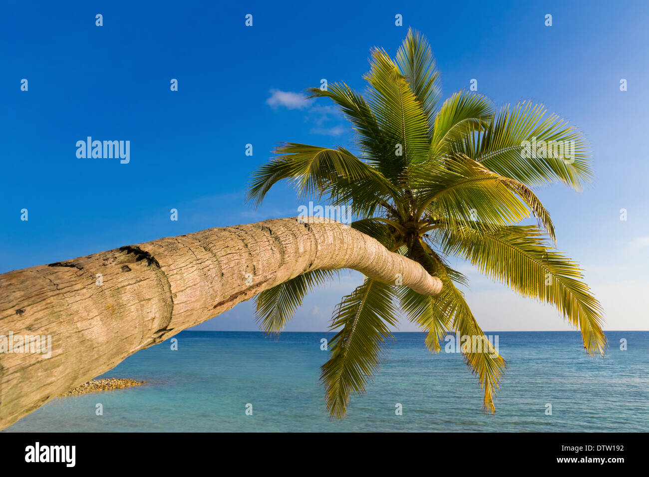 Bending palm tree hi-res stock photography and images - Alamy