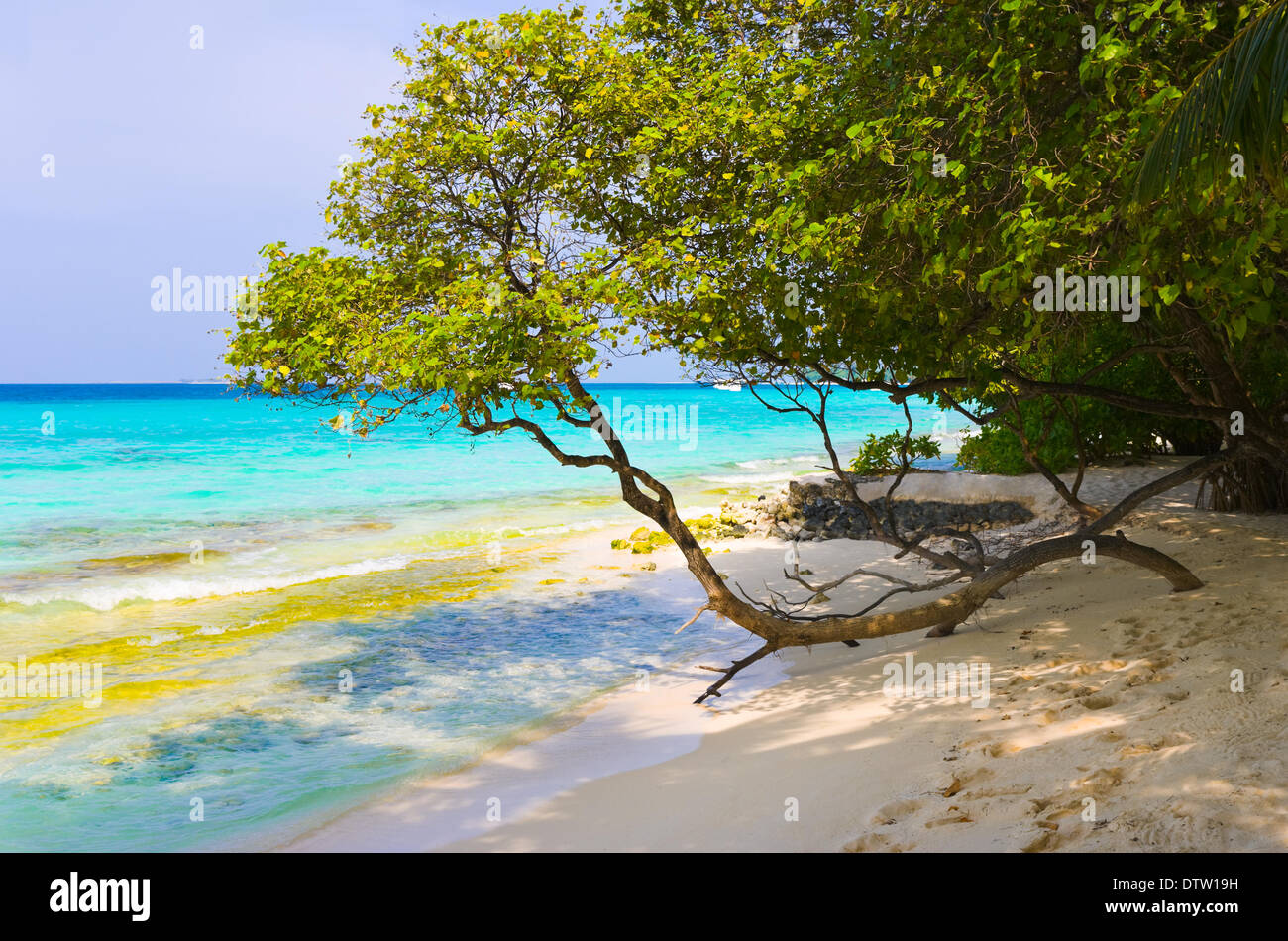 Tree on tropical beach Stock Photo - Alamy