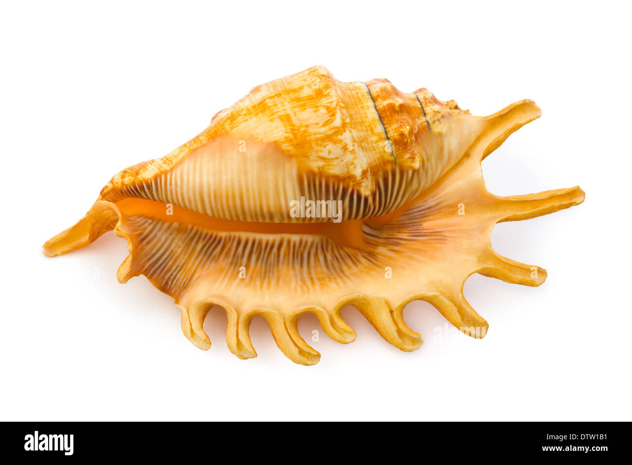 Triton shell underwater hi-res stock photography and images - Alamy