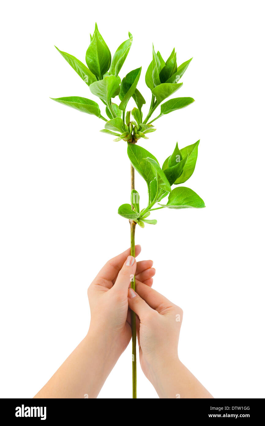 Hands and plant Stock Photo - Alamy