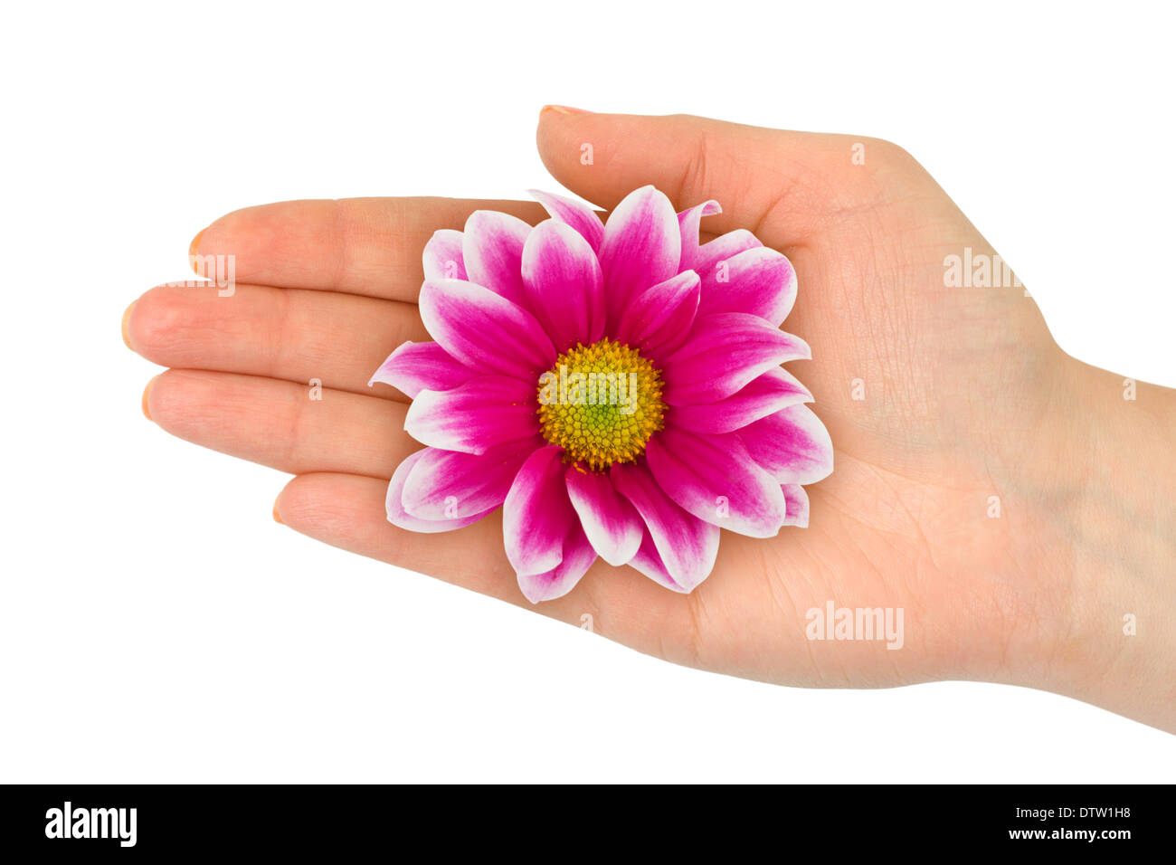 Flower in woman hand Stock Photo - Alamy