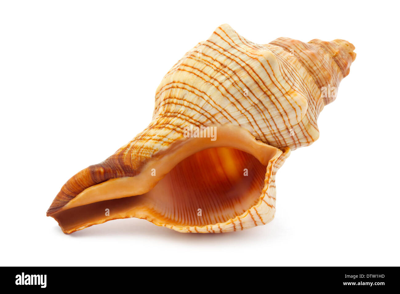 Sea spiral shell Stock Photo - Alamy