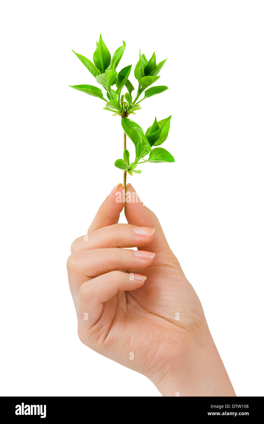 Hand with plant Stock Photo - Alamy