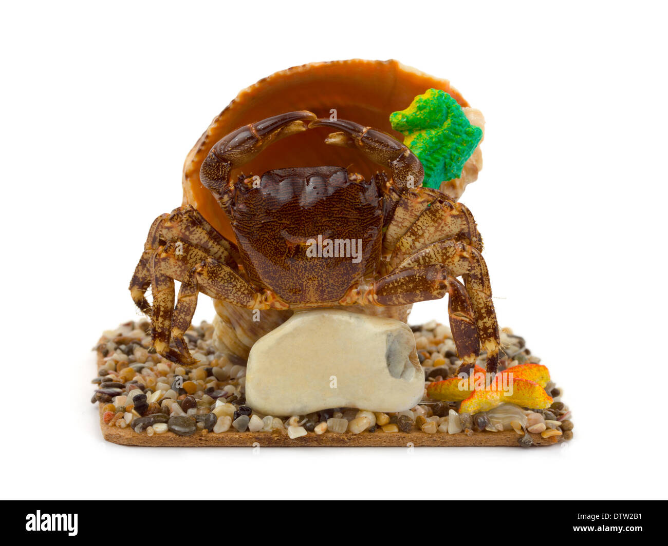 Conch stone Cut Out Stock Images & Pictures - Alamy