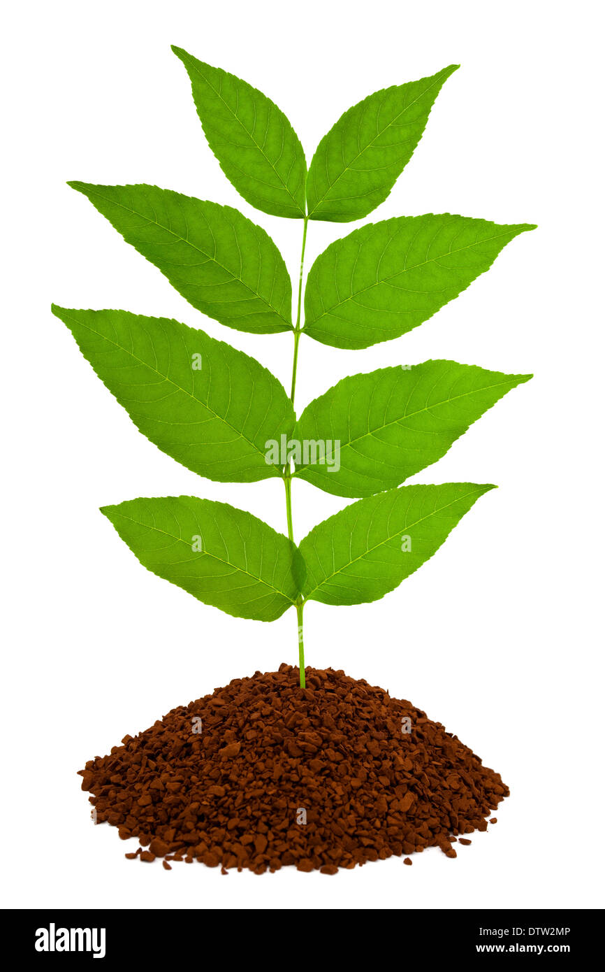 Tree planting in green Cut Out Stock Images & Pictures - Alamy