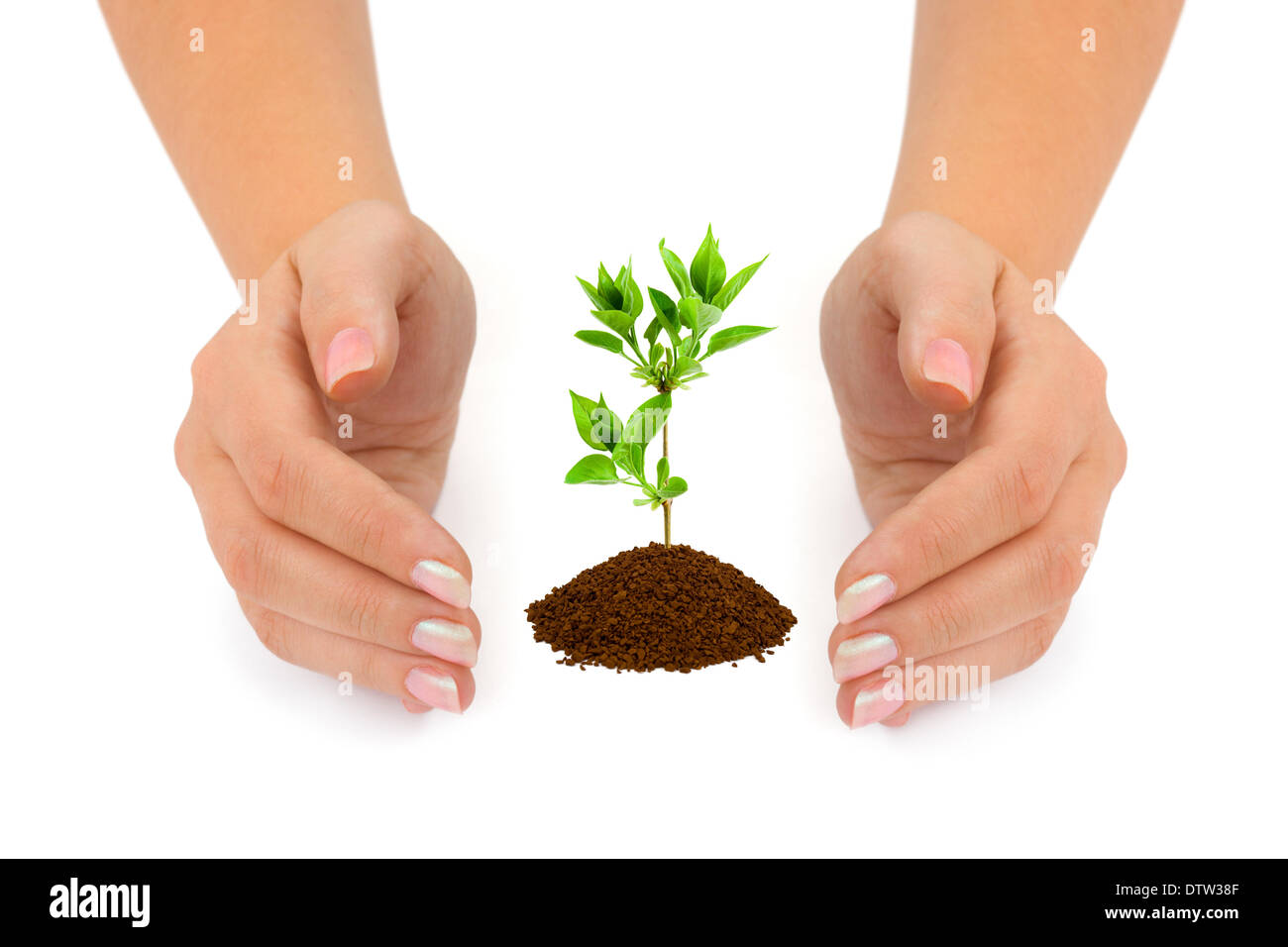 Hands and plant Stock Photo - Alamy