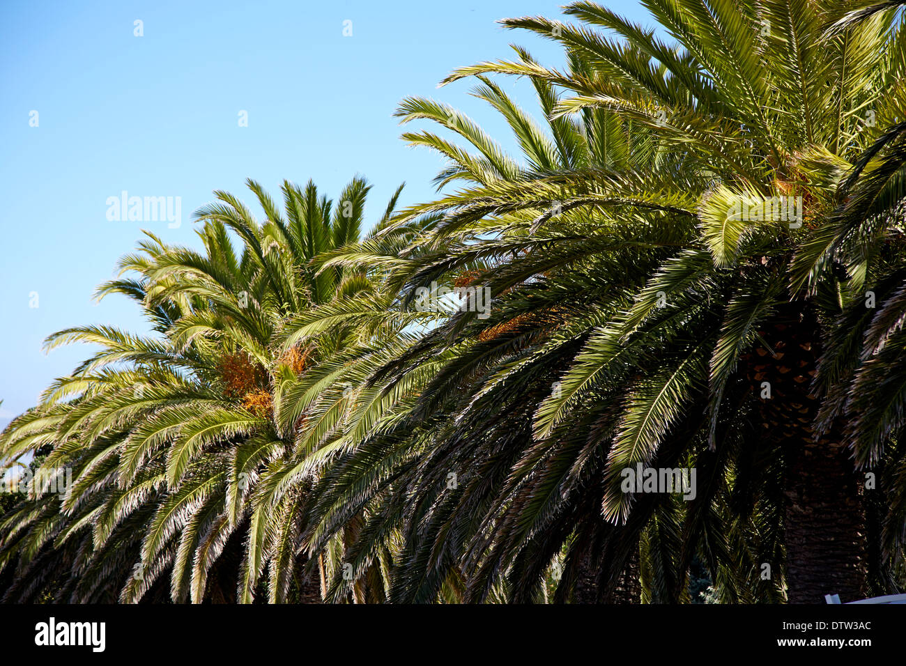 Close Up details of Palm Tree leaves with blue sky in the distance ...