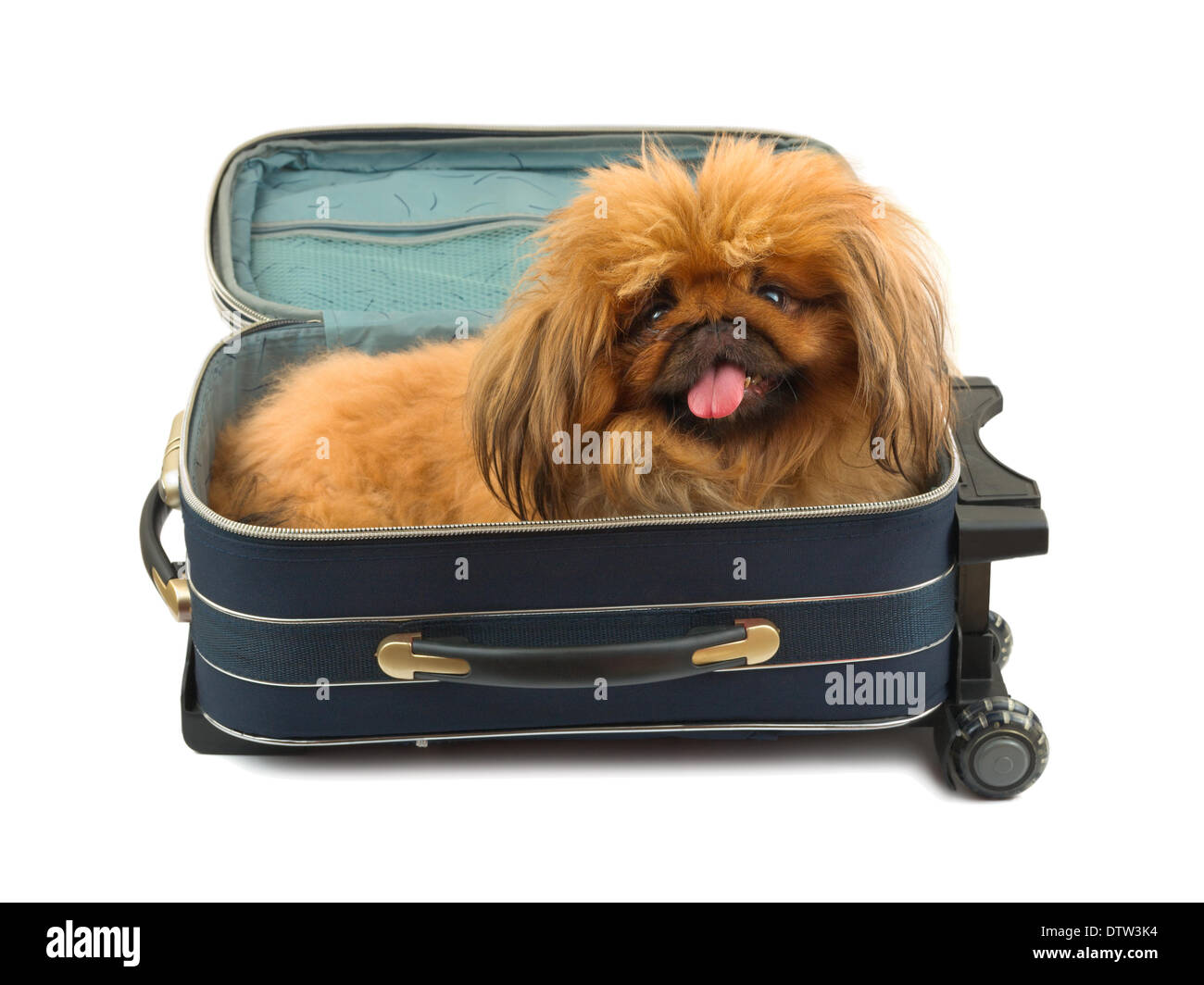 Dog in travel case Stock Photo - Alamy