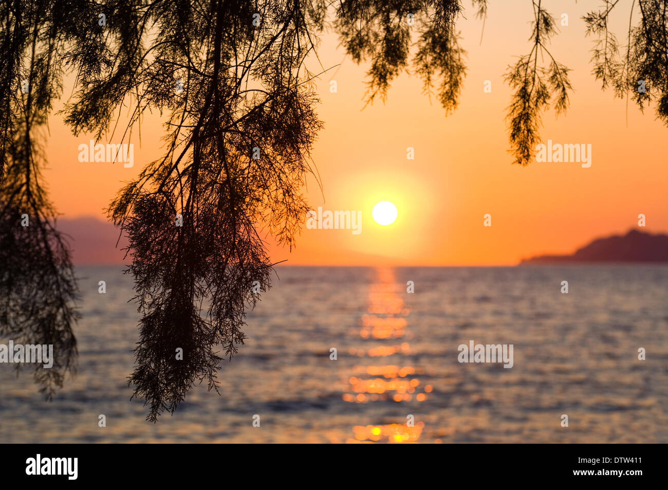Pine tree branch and sunset Stock Photo - Alamy