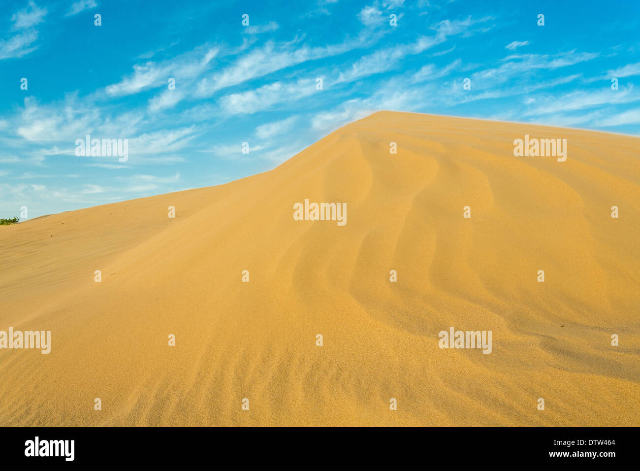 Desert landscape with a dry tree branch and green vegetation on top of ...