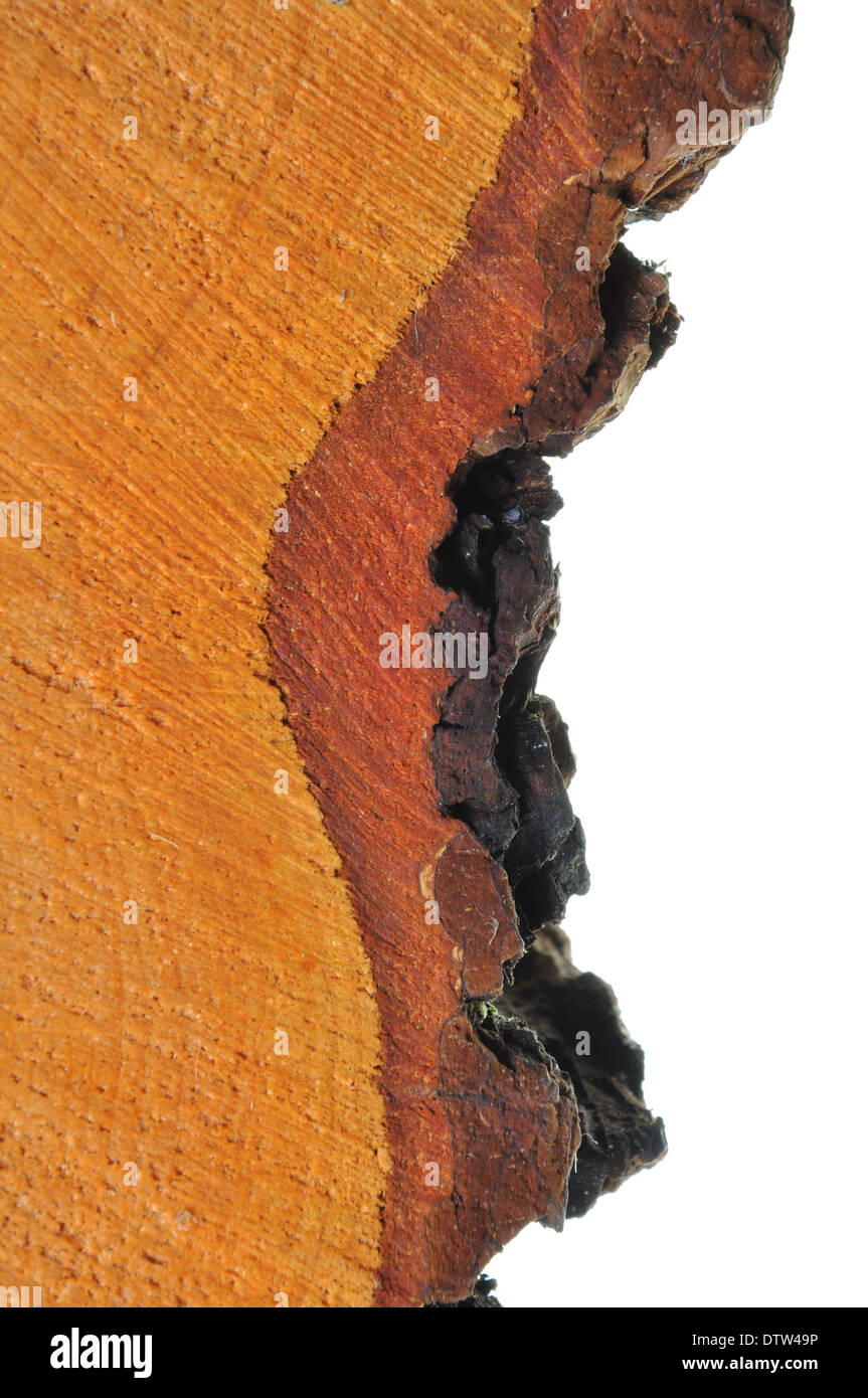 The structure of oak tree bark and trunk Stock Photo - Alamy
