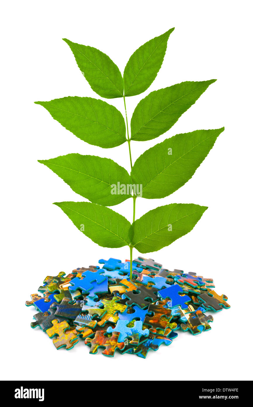 Puzzle grass Cut Out Stock Images & Pictures - Alamy