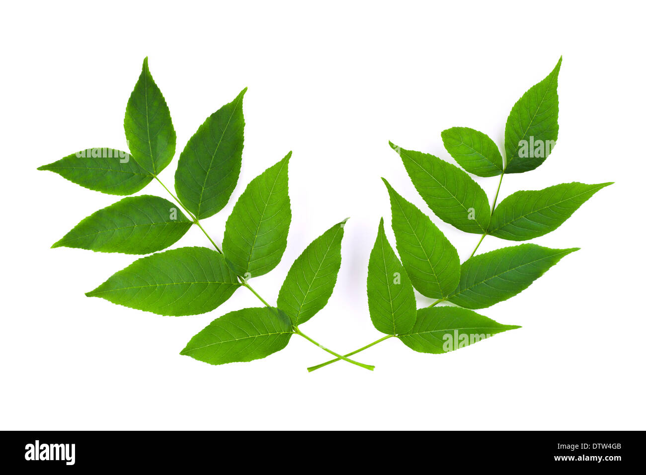 Two flower branches hi-res stock photography and images - Alamy