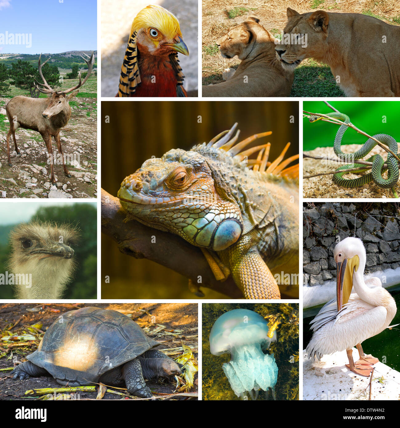 Collage lion hi-res stock photography and images - Alamy