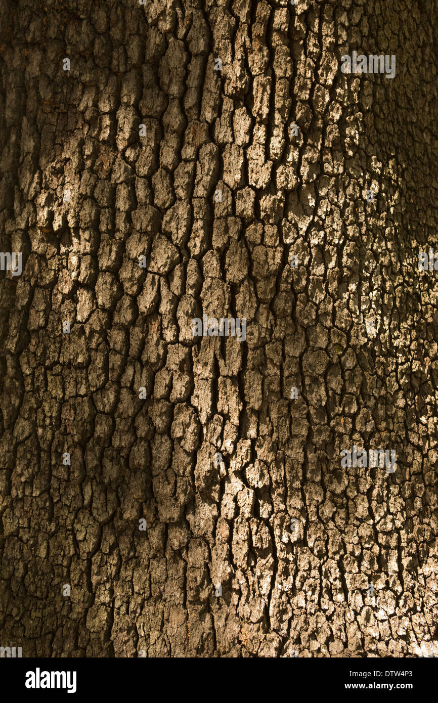 Wide tree trunk hi-res stock photography and images - Alamy