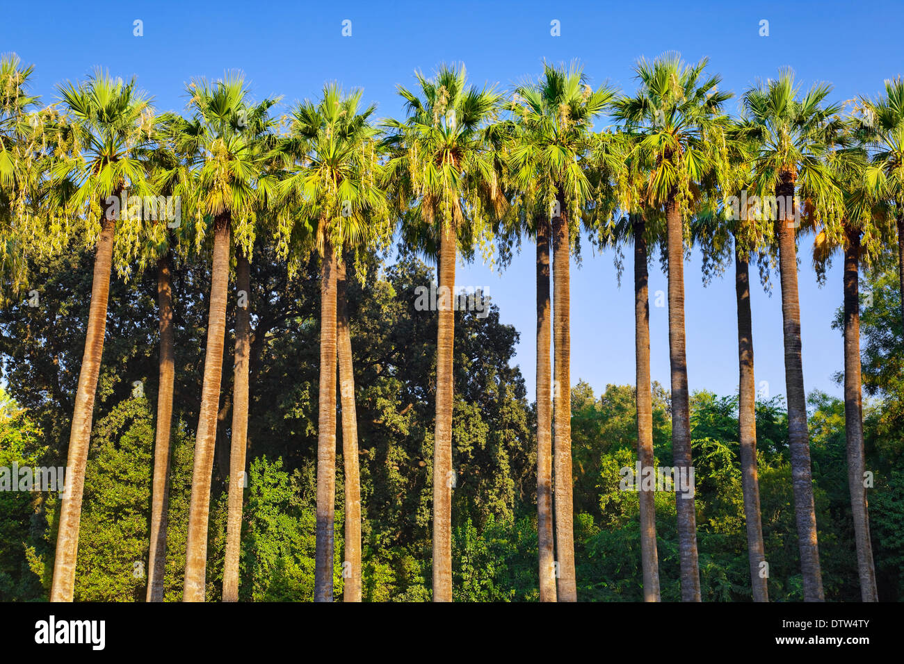 Row of coconut palms hi-res stock photography and images - Alamy