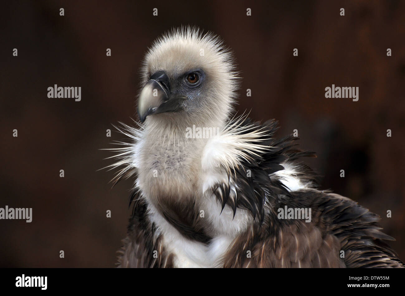 Gray vulture hi-res stock photography and images - Alamy