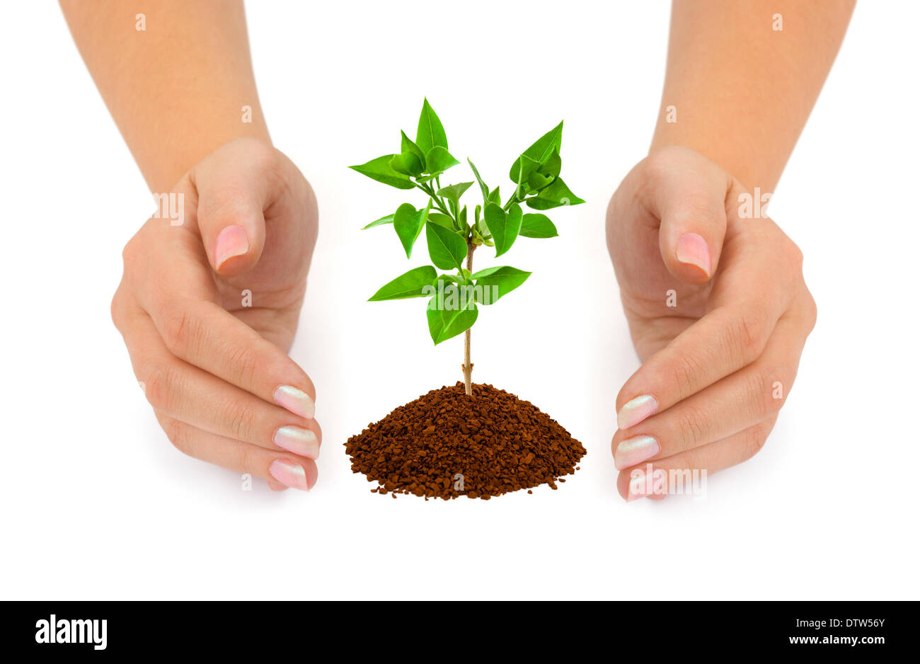 Hands and plant Stock Photo - Alamy